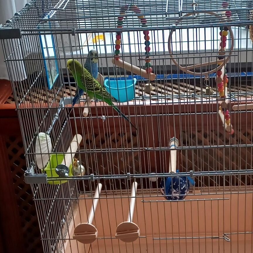 Волнистый попугай