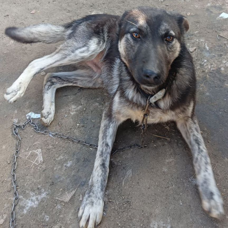 Собака дворняшка