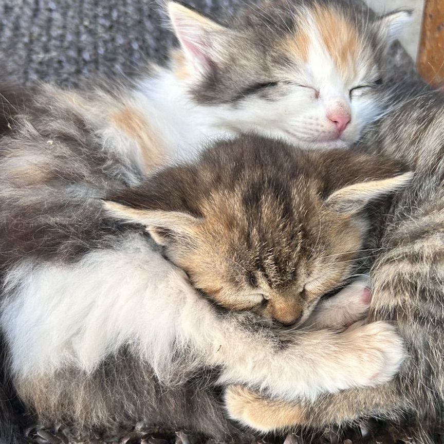 Отдам котят