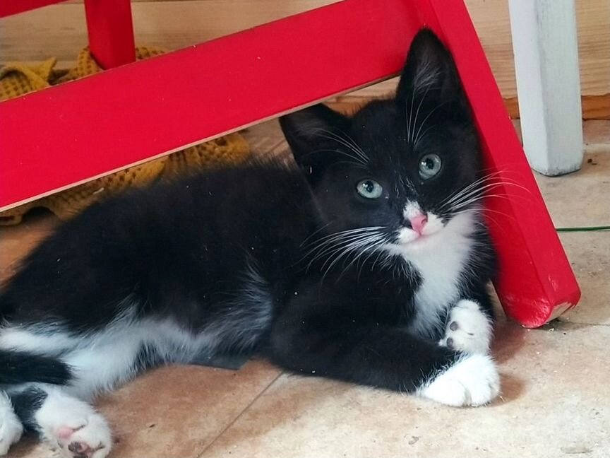 Котята в добрые руки даром