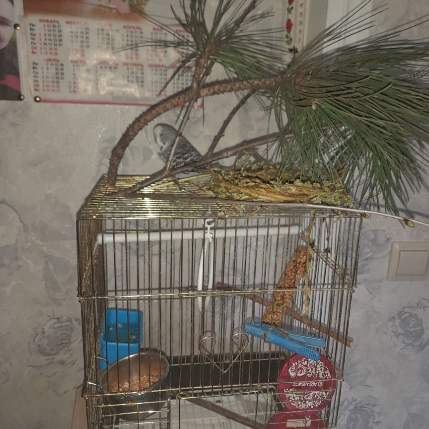 Волнистый попугай