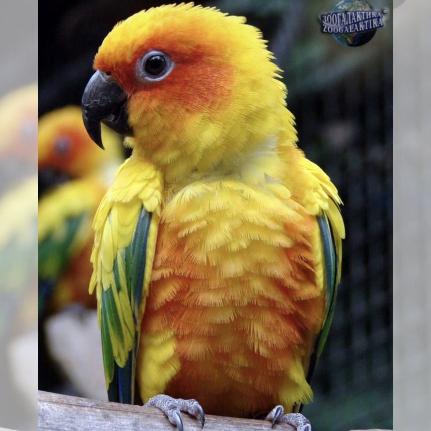 Говорящий попугай