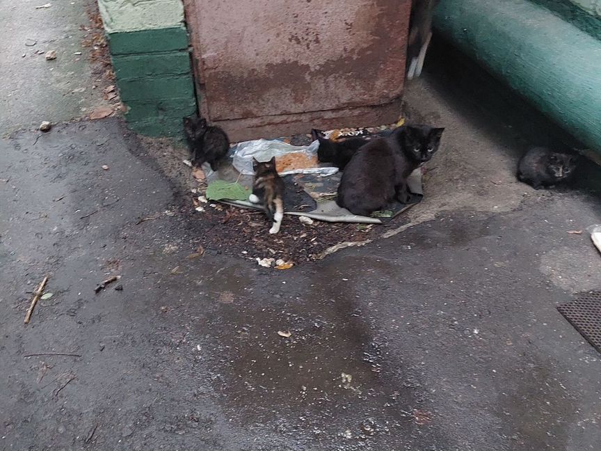 Котята в добрые руки