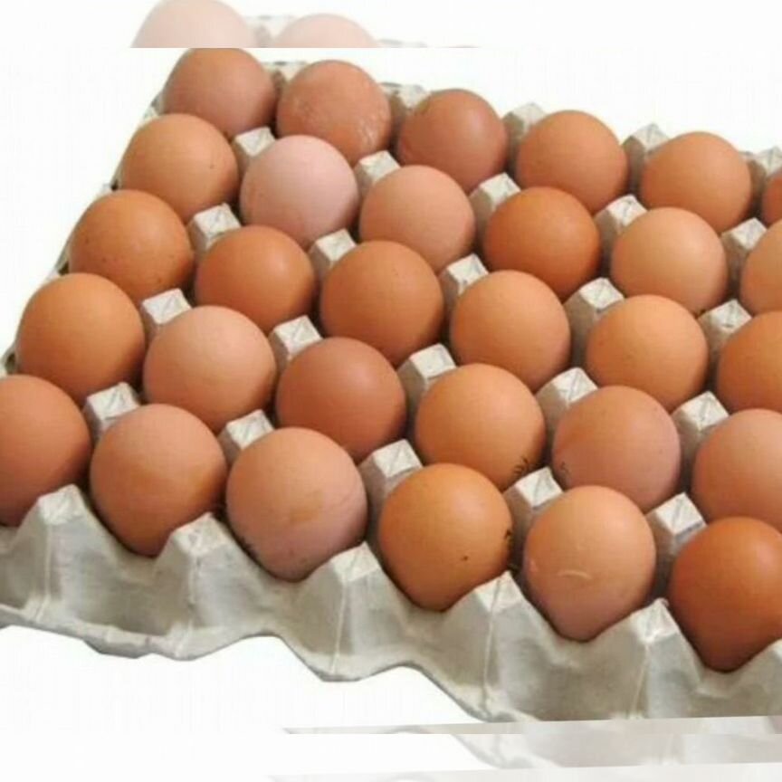 Инкубационные яйцо кур несушек