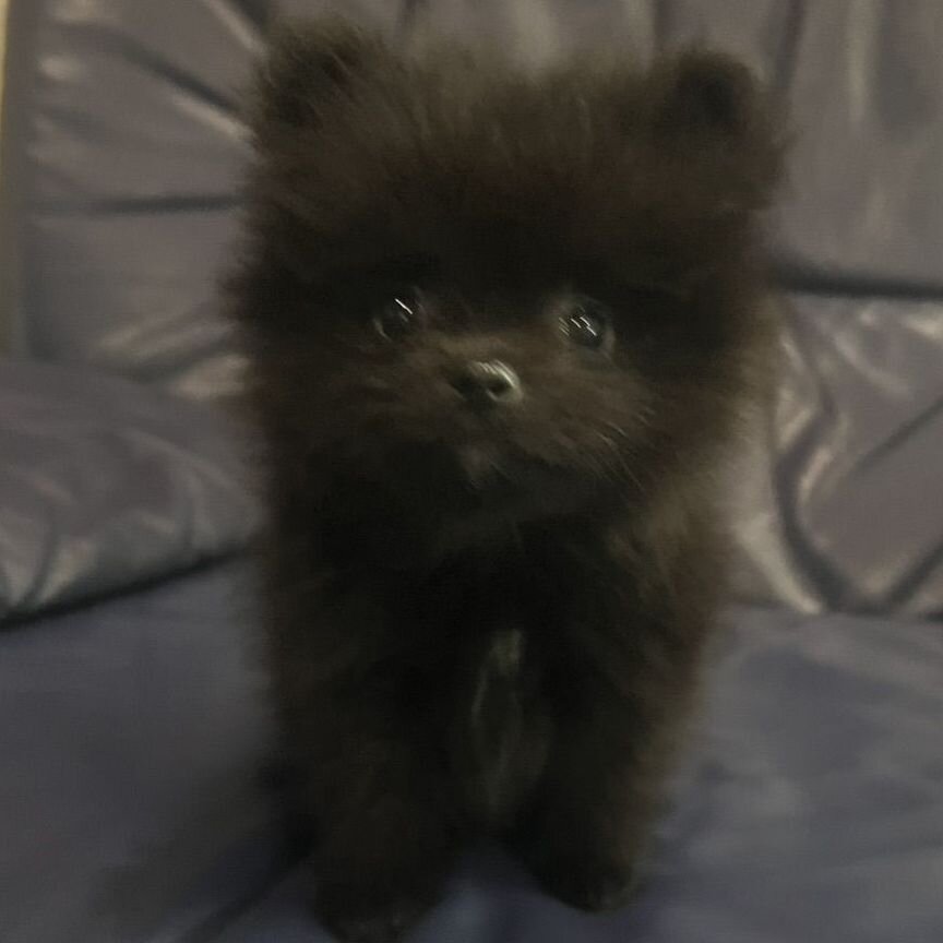 Померанский шпиц, щенок