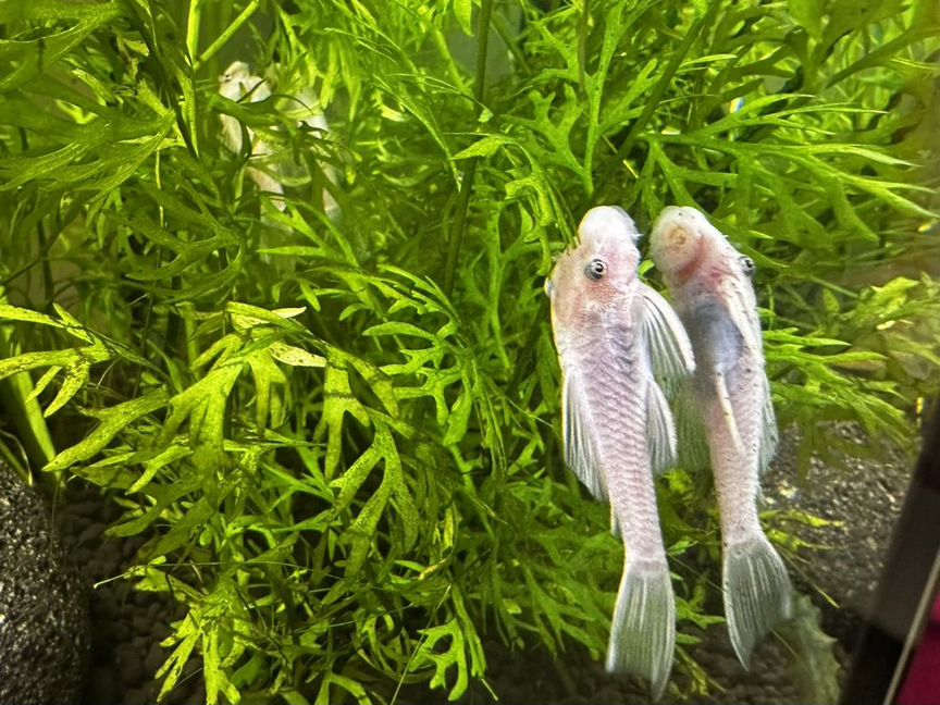 Ануиструс, водорослиед