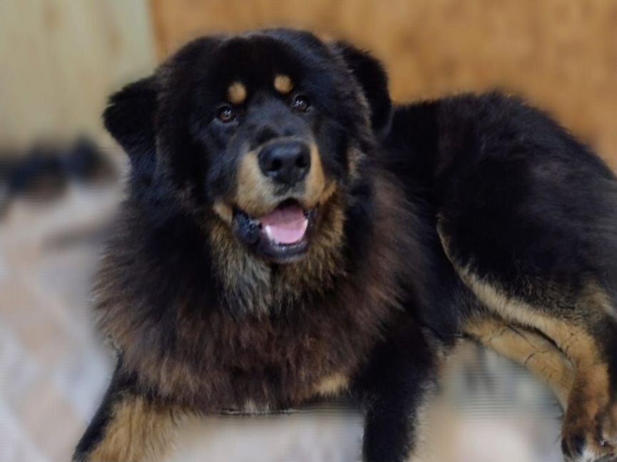 Тибетский мастиф