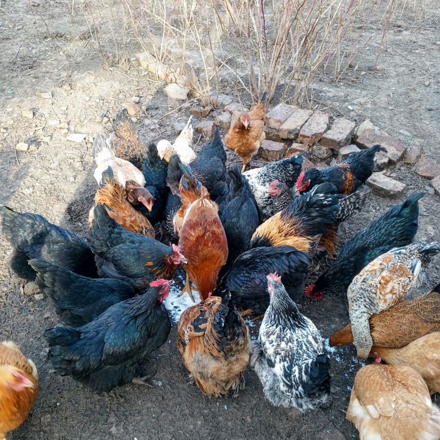 Куры несушки продам