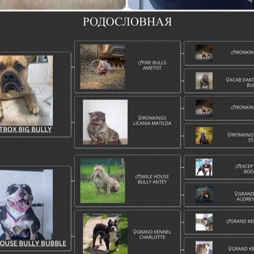 Американский булли покет щенки