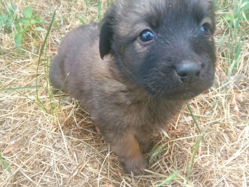 Щенки-мальчики бесплатно