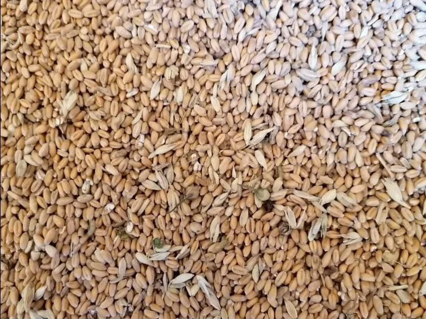 Кормовой овёс, Просо корма