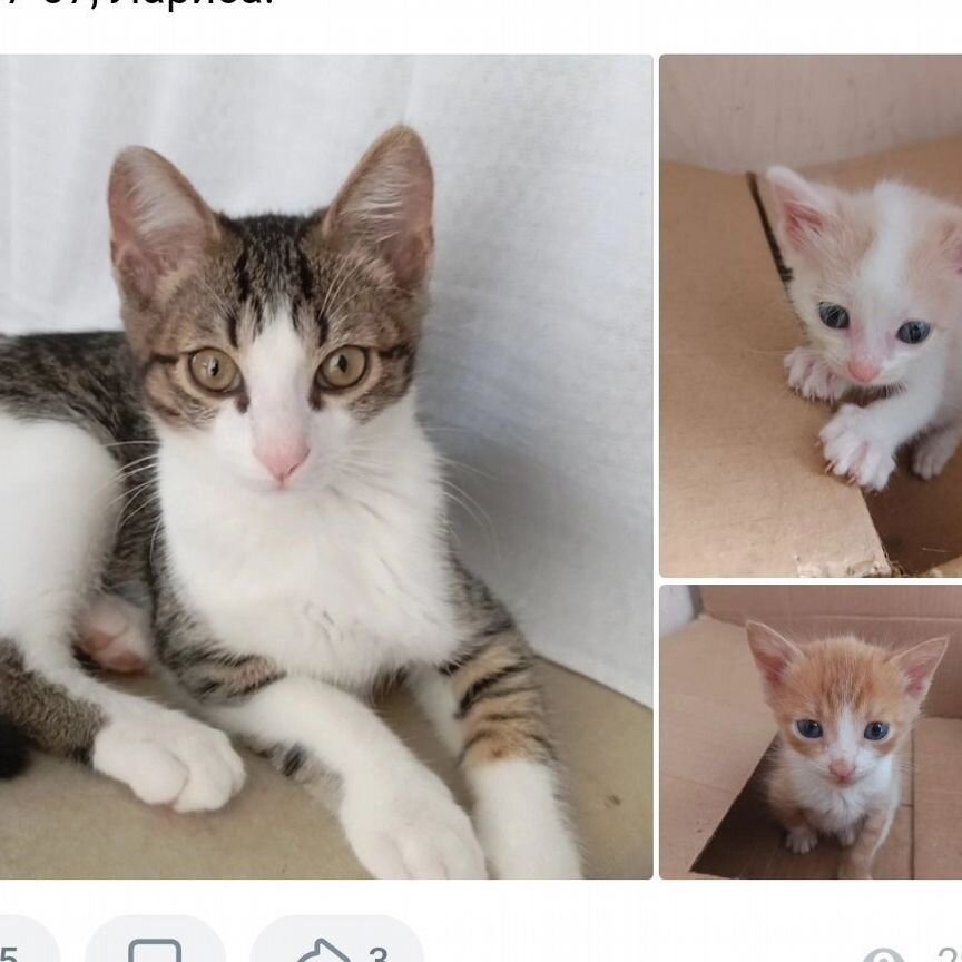 Котята-мальчики