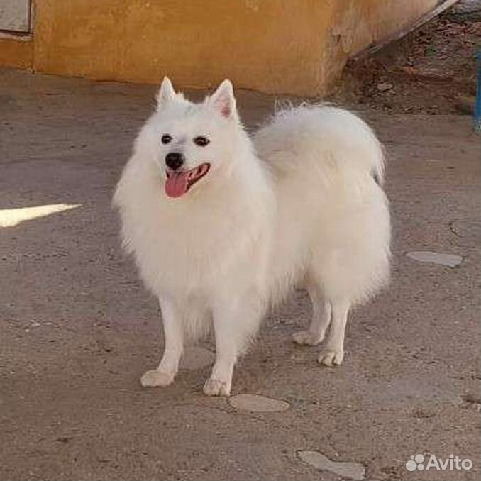 Японский шпиц вязка