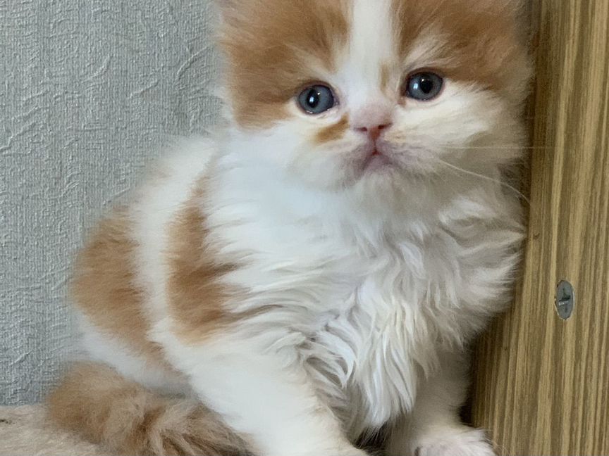 Шотландские котята Хайленд