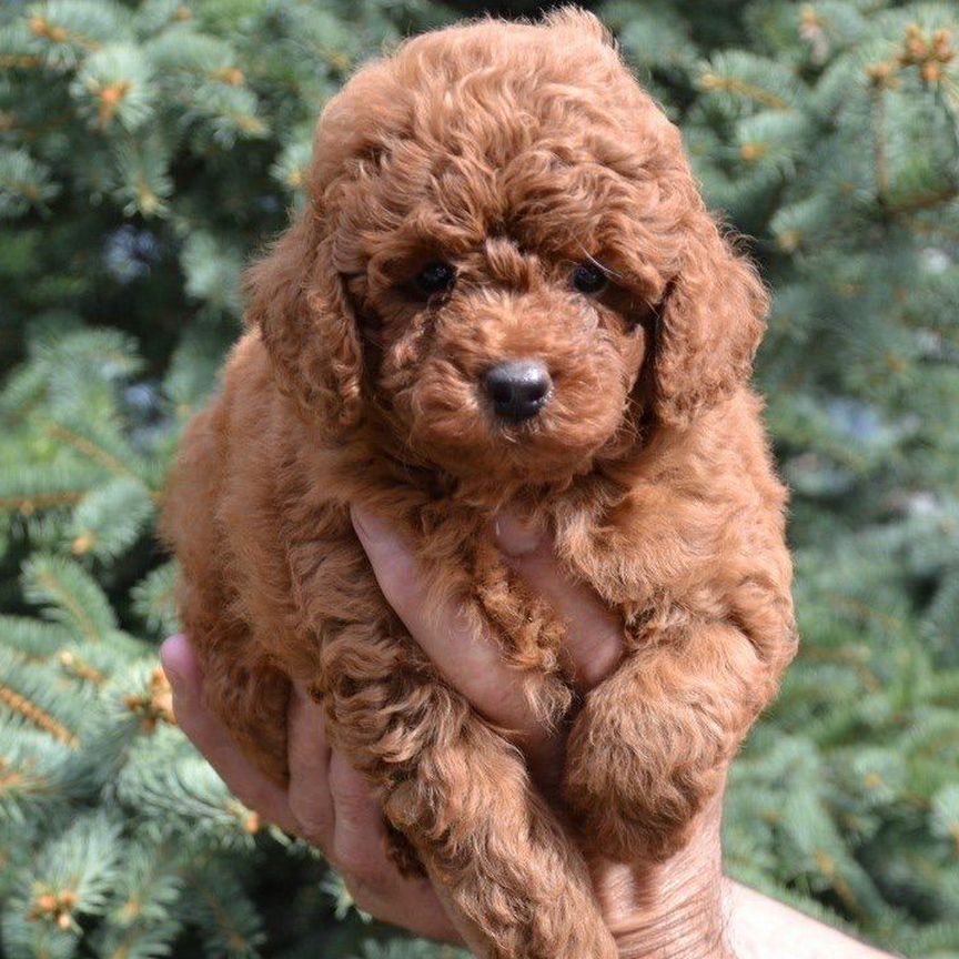 Той-пудель, щенок