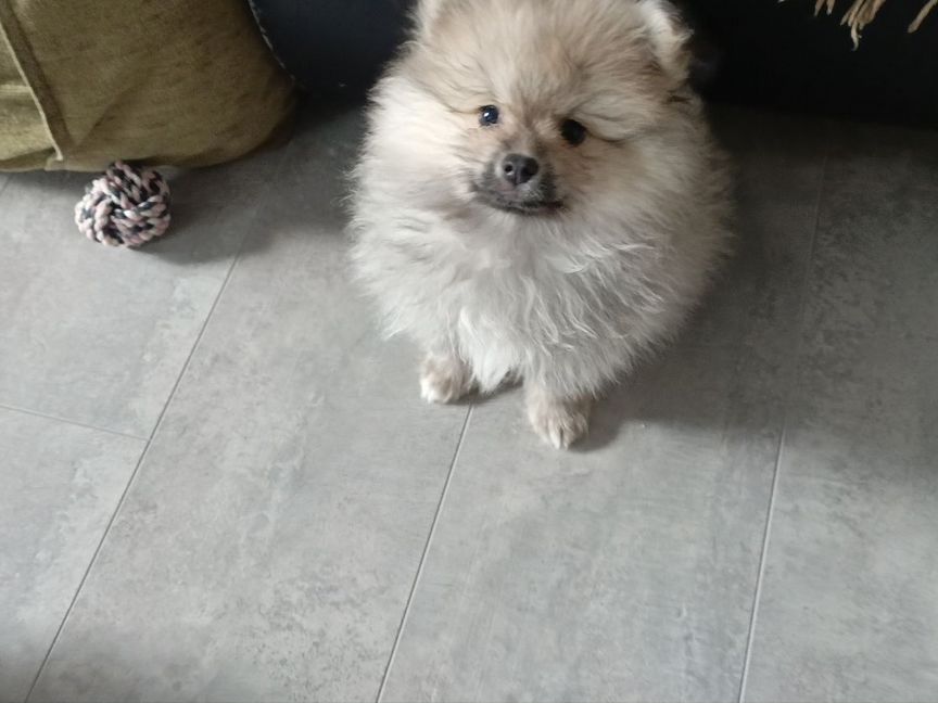 Очаровательные шпицульки