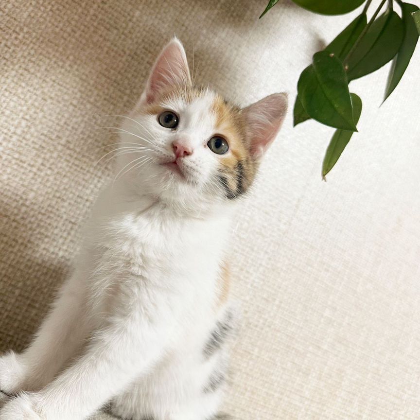 Котята 2 месяца