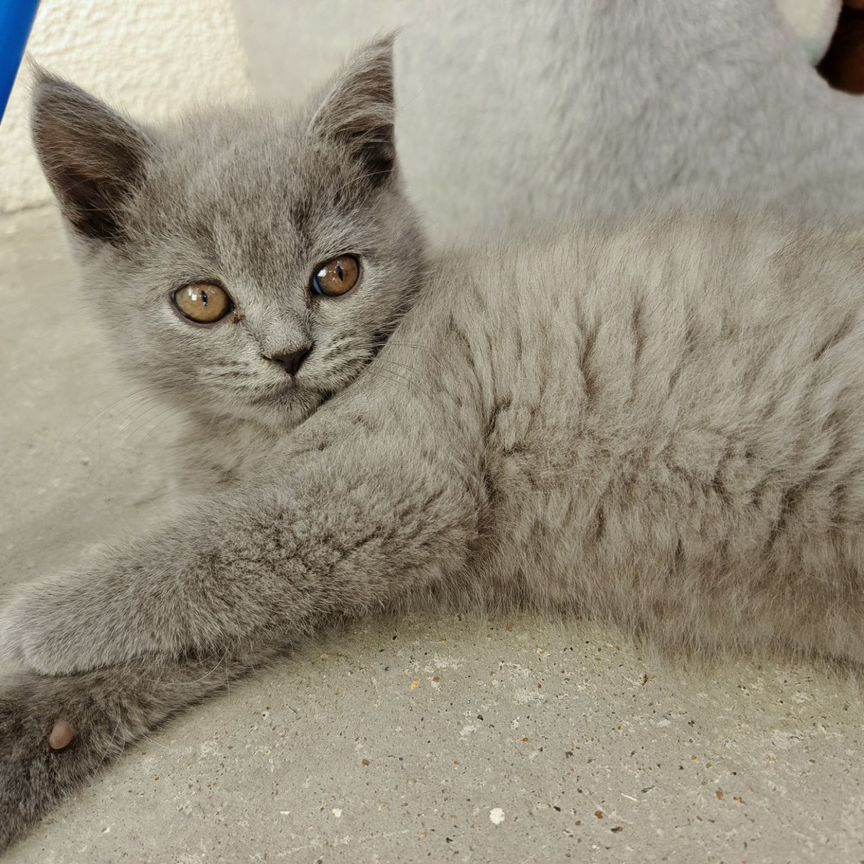 Домашние животные британец