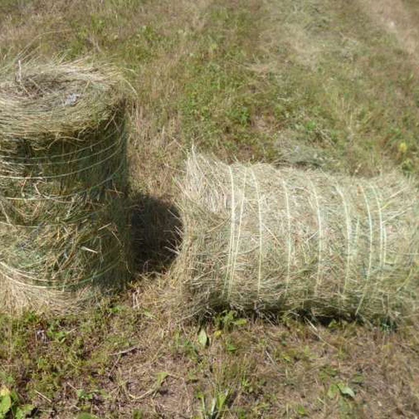 Сено в рулонах 2024