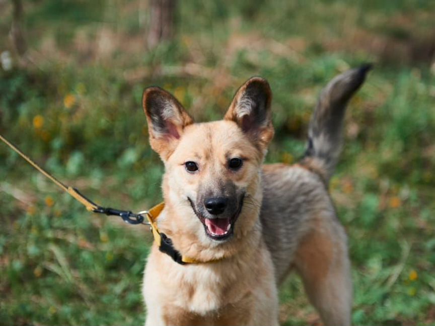 Маленькая собака бесплатно