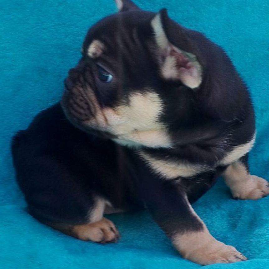 Французский бульдог, щенок