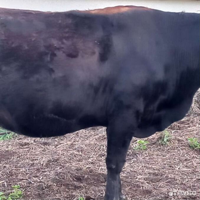 Корова стельная