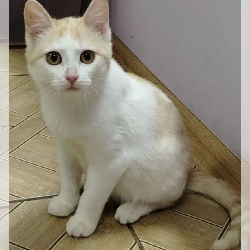 Котёнок в добрые руки