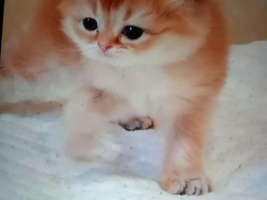 Золотые котята