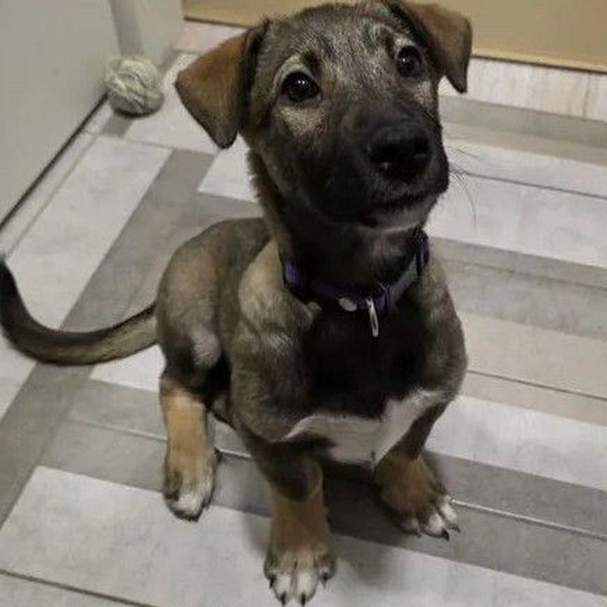 Щенок в добрые руки