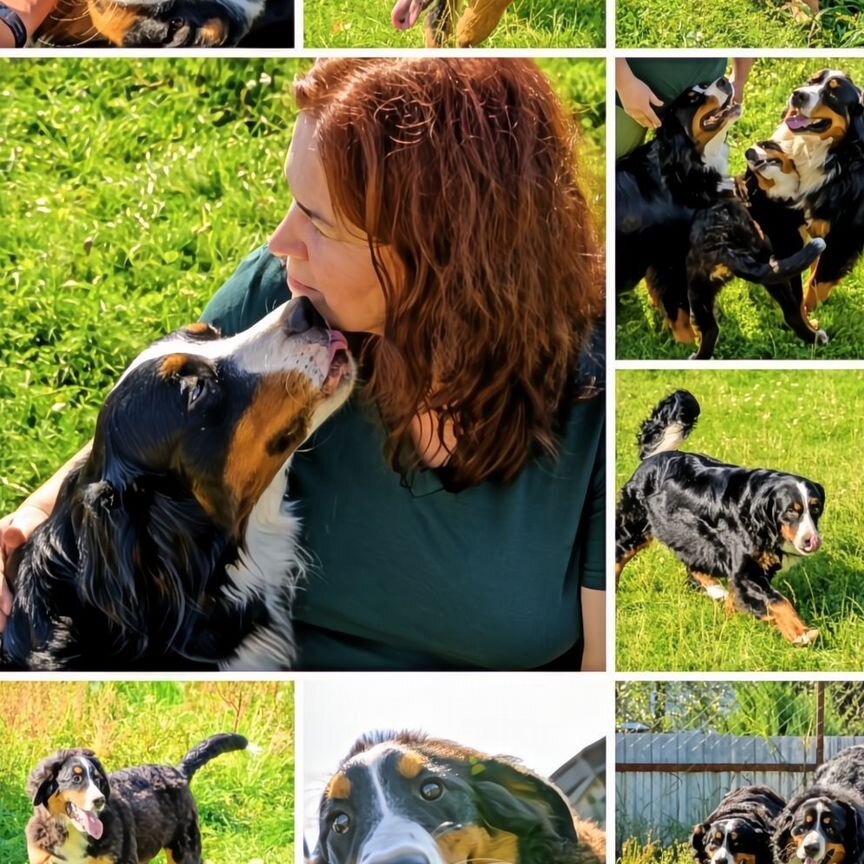 Бернский зенненхунд, щенок