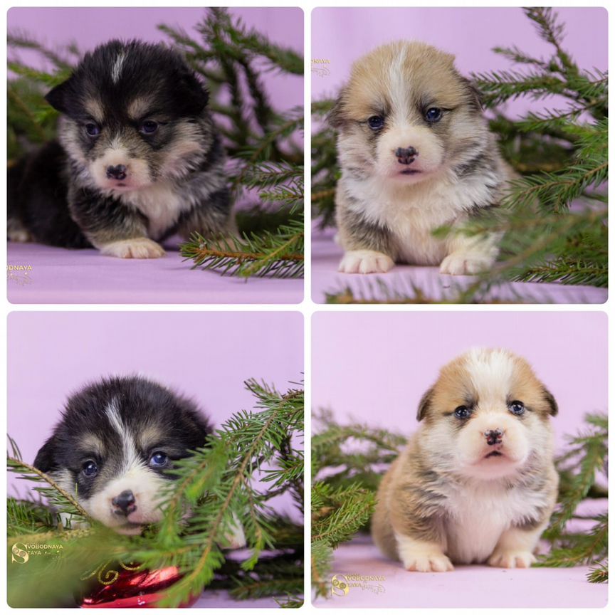 Вельш Корги пемброк с метрикой РКФ