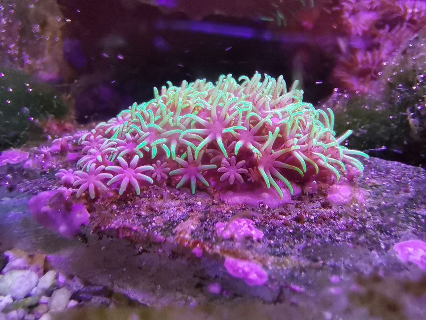 Коралл бриареум