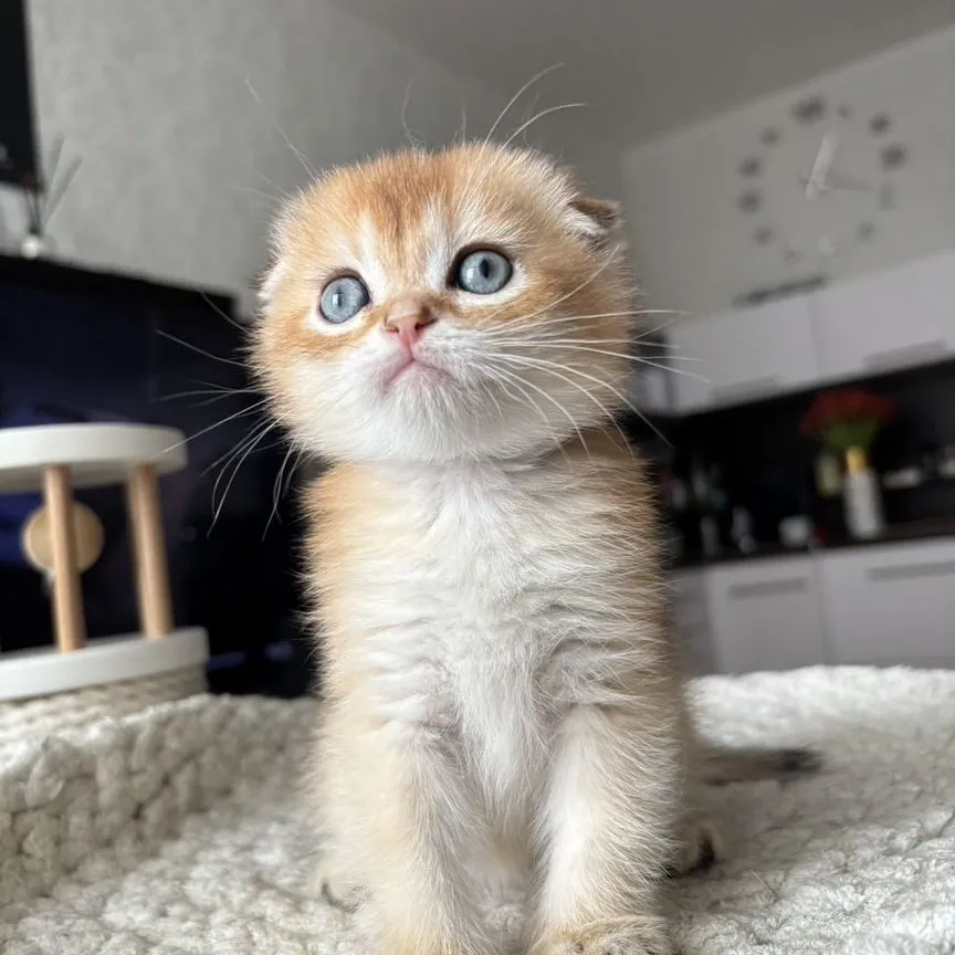 Шотландский вислоухий золотая шиншилла
