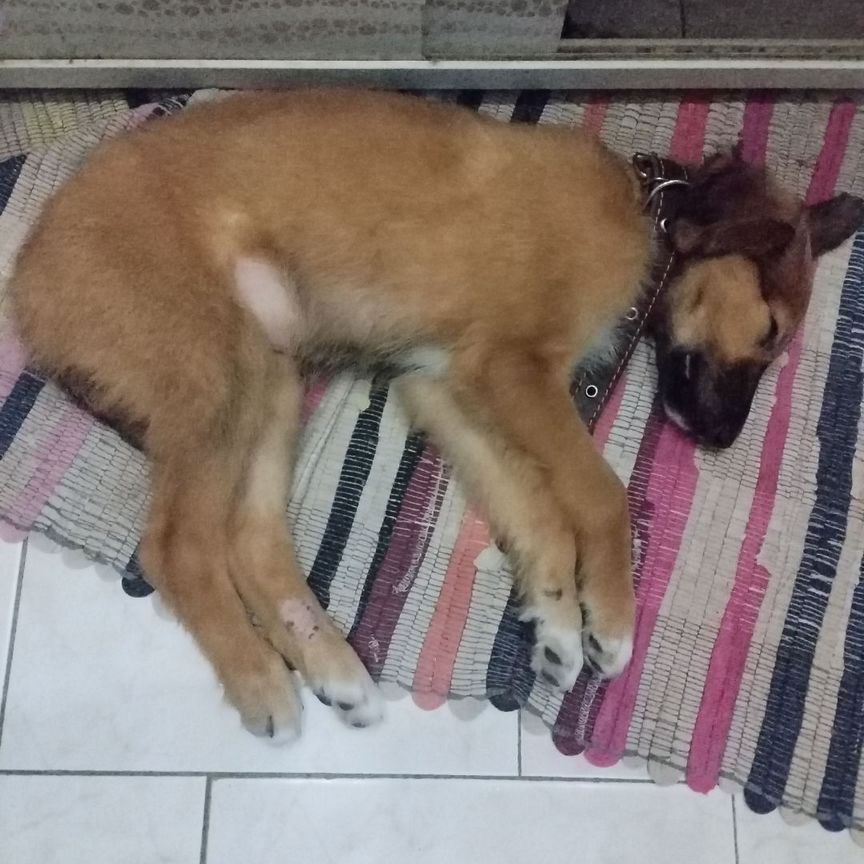 Собака в добрые руки