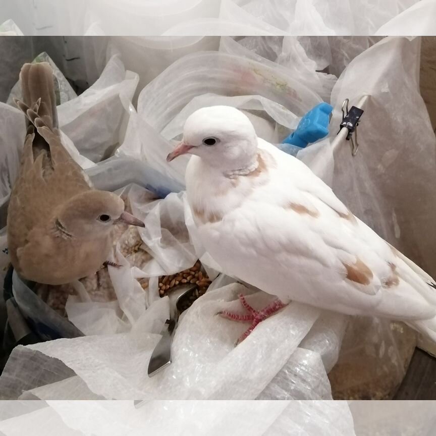 Смеющиеся горлицы