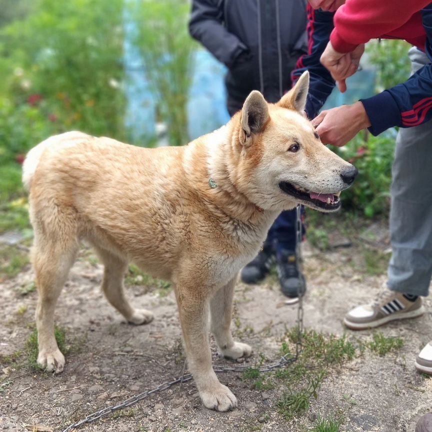Собака в добрые руки. Золотой