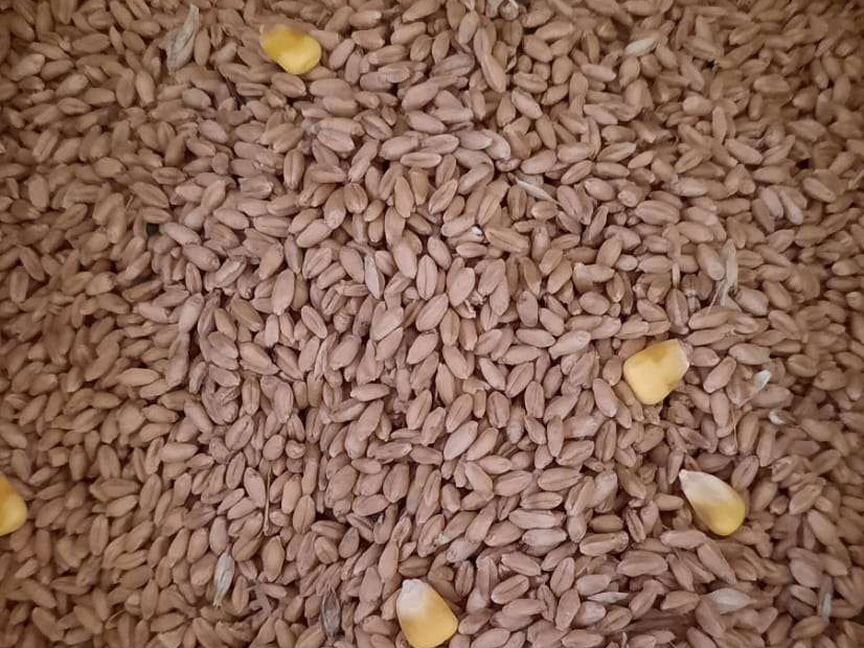 Пшеница, кукуруза