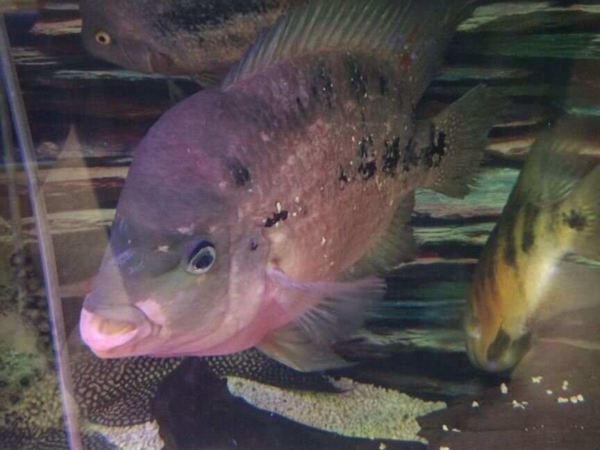 Рыба аквариумная, цихлиды