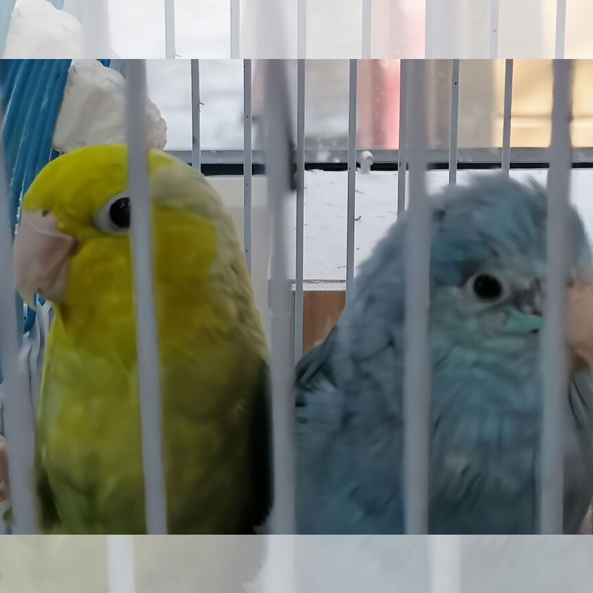 Пара воробьиных попугаев