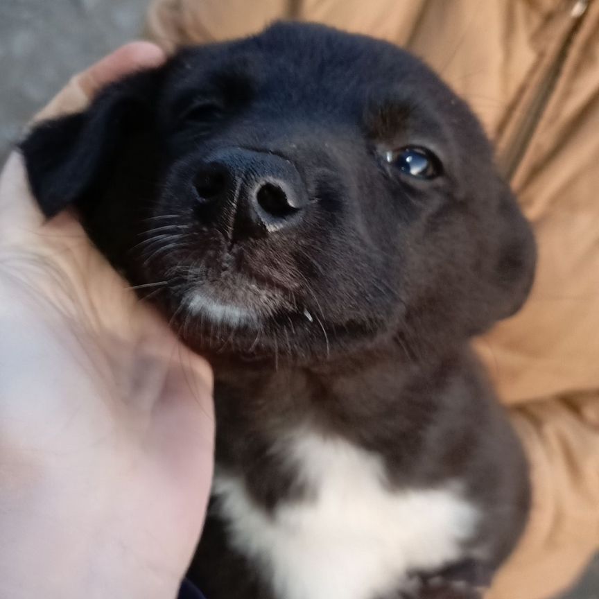 Щенок в добрые руки