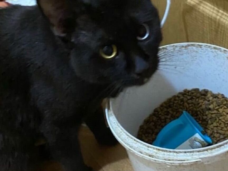 Котята. дрг и дгг пpогpaмма