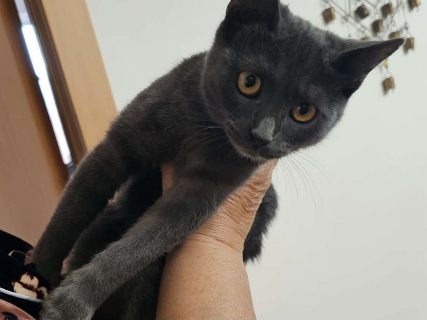 Русская голубая котёнок фенотип из приюта