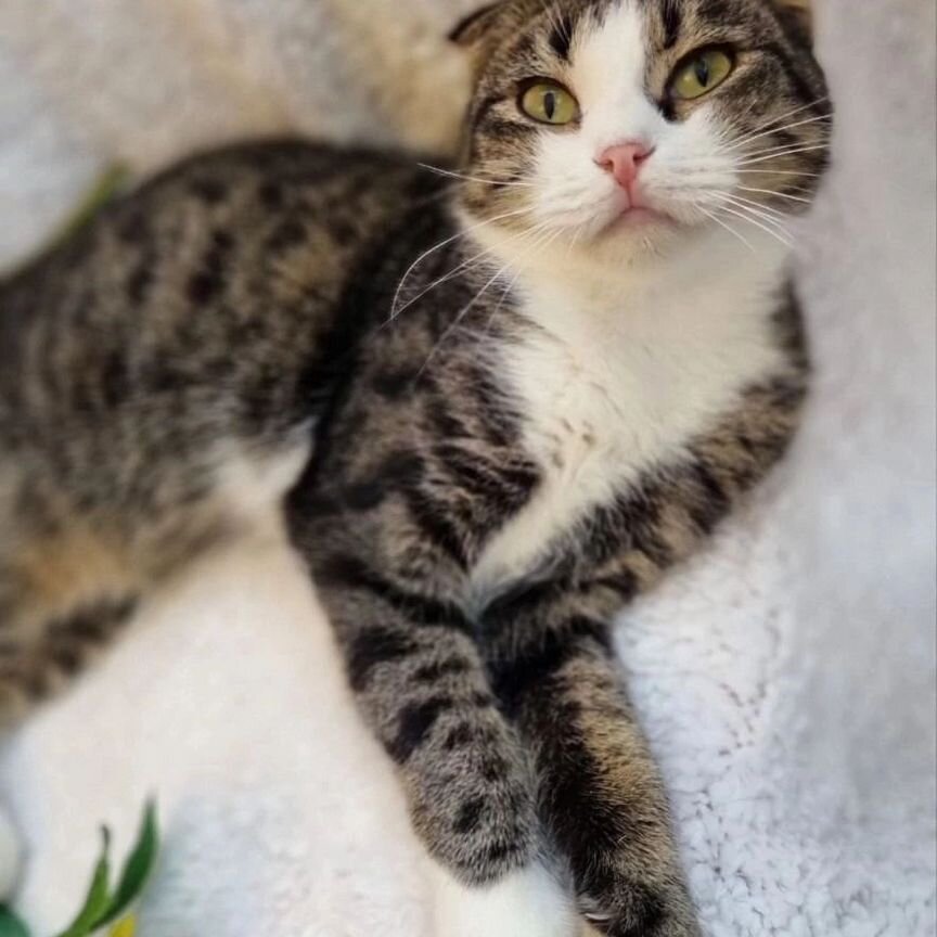 Кошечка 10мес
