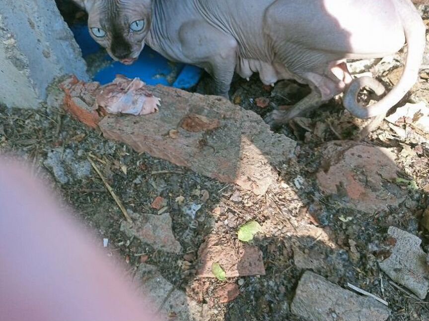 Канадский сфинкс