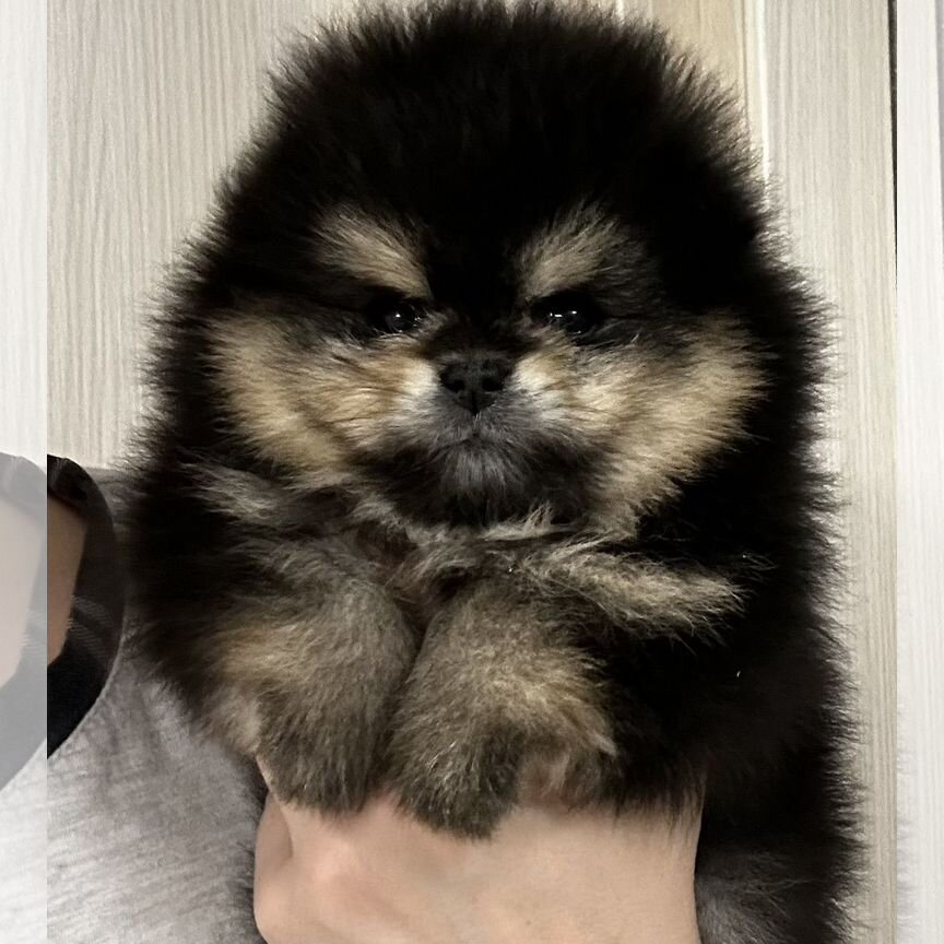 Померанский шпиц, щенок