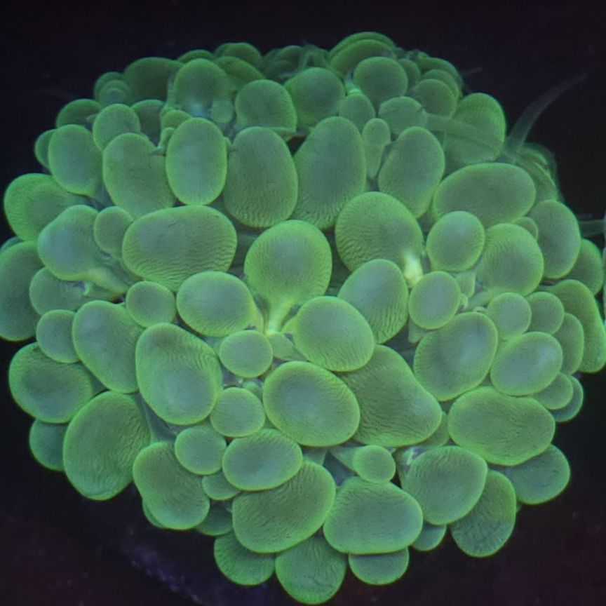 Живой морской коралл Плерогира пузырчатая