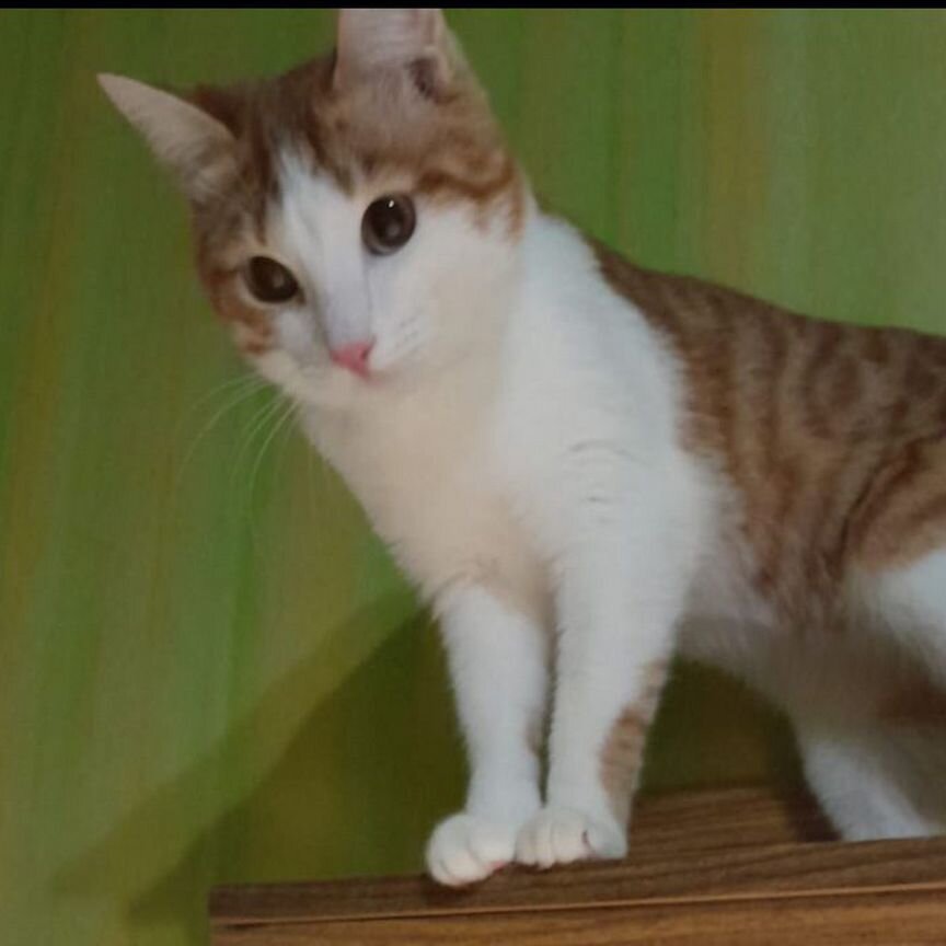 Котик ждёт кошечку