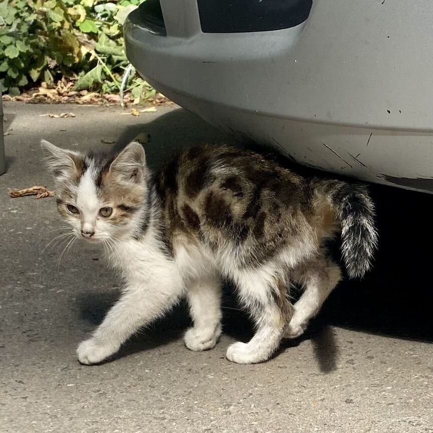 Котята в добрые руки