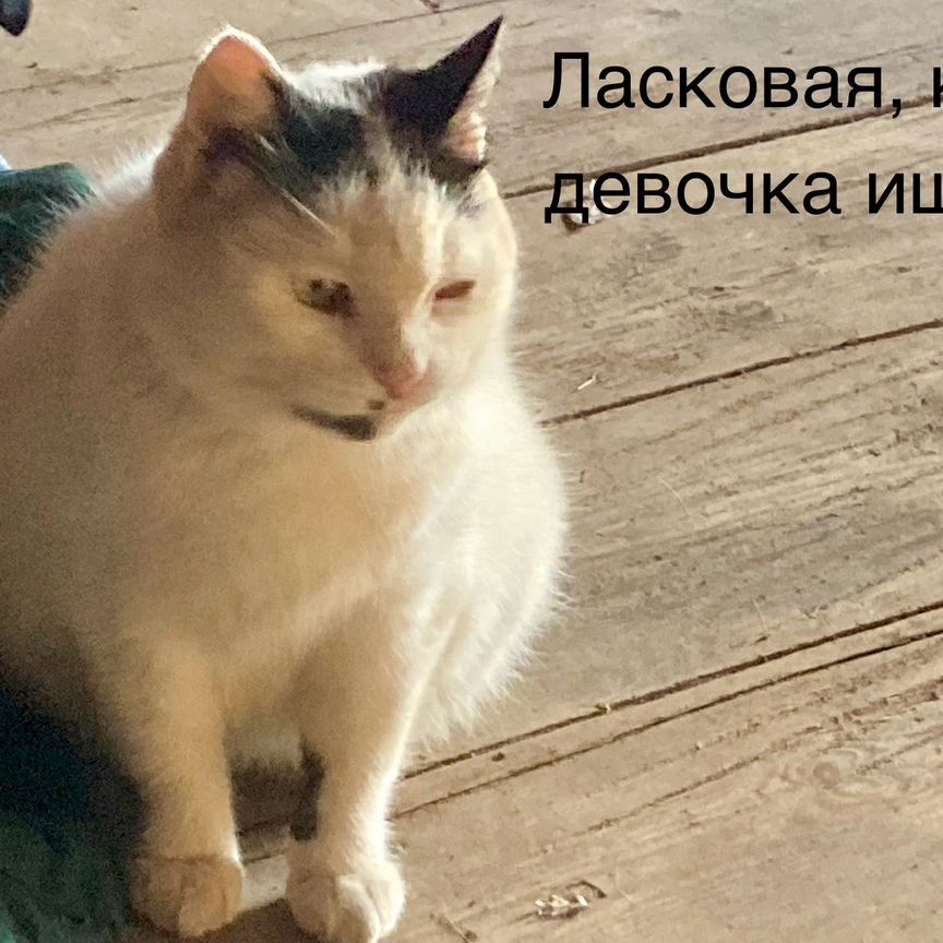 Кошечка ищет дом, ласковая, стерильна
