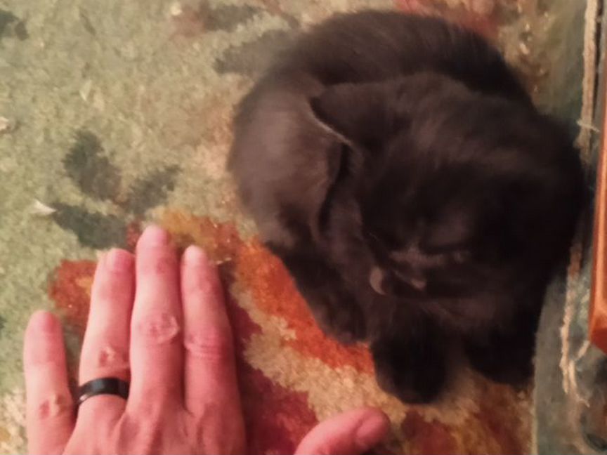 Отдам котят в хорошие куки (есть кот и кошечка)